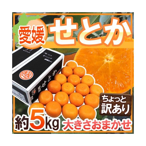 【発売日：2026年01月30日】【送料無料】"清見オレンジ""マーコット""アンコール"３種の柑橘をいいとこどりした「柑橘の大トロ」せとか！！ＴＶや雑誌にもとりあげられ、海外からも注目を浴びる新品種がオトクに登場♪/フルーツ/果物/5キロ/爆買