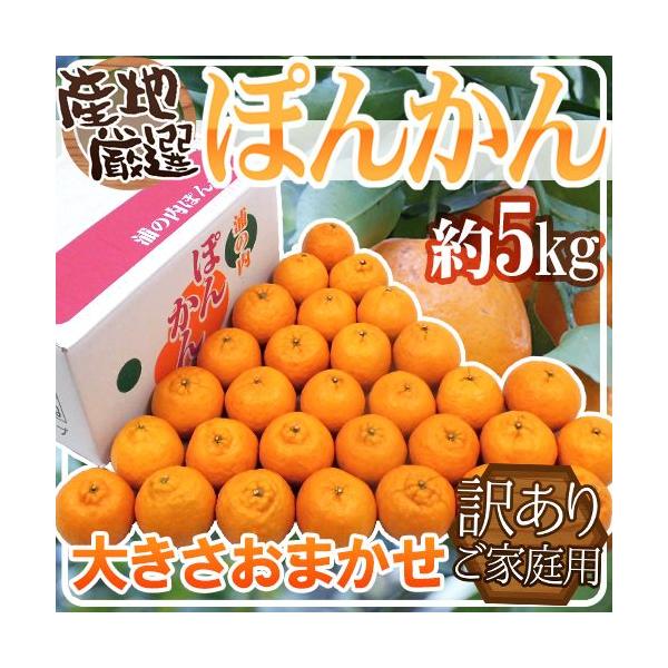 【発売日：2026年01月20日】【送料無料】腕のいい生産者の作った濃厚柑橘・ぽんかんが、ほんのちょっとの訳ありで脅威のお値打ち価格に！たっぷりボリュームで満喫してください♪/フルーツ/果物/5キロ/爆買