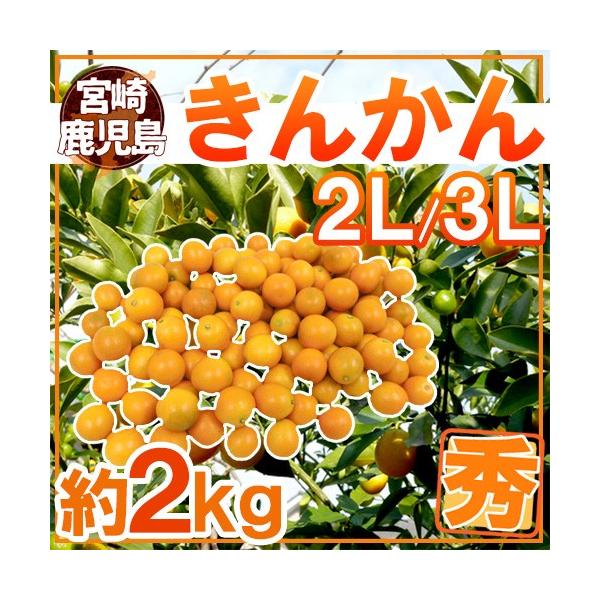宮崎・鹿児島県 ”きんかん” 秀品 2L〜3L 約2kg 金柑【予約 12月以降】 送料無料 | くらし快援隊 | SitePromo