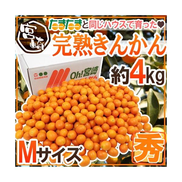 【発売日：2026年01月30日】【送料無料】風邪予防や美肌対策に♪皮ごと食べられるから栄養抜群の金柑！甘酸っぱくほろ苦い味わいはクセになるお味！少しだけ小さいせいで完熟きんかんたまたまになれなかった惜しい！金柑♪糖度はたまたまと同じです！...