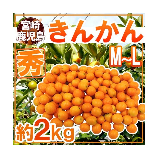 【発売日：2025年11月25日】【送料無料】風邪予防や美肌対策に♪皮ごと食べられるから栄養抜群の金柑！甘酸っぱくほろ苦い味わいはクセになるお味！甘露煮やはちみつ漬けにも♪/金柑/キンカン/フルーツ/果物/2キロ/爆買