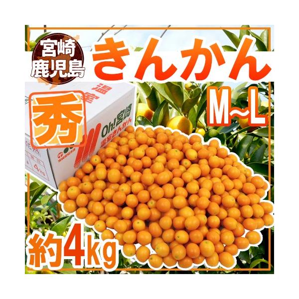 【発売日：2025年11月25日】【送料無料】風邪予防や美肌対策に♪皮ごと食べられるから栄養抜群の金柑！甘酸っぱくほろ苦い味わいはクセになるお味！甘露煮やはちみつ漬けにも♪/金柑/キンカン/フルーツ/果物/4キロ/爆買