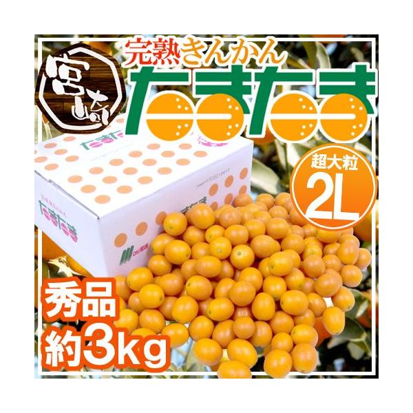 【発売日：2026年02月15日】【送料無料】糖度16度以上保証！！がぶっとかぶりついてその金柑とは思えないほどの甘さを堪能してください♪秀品だから大切な方へのギフトにも最適！/フルーツ/果物/3キロ/爆買