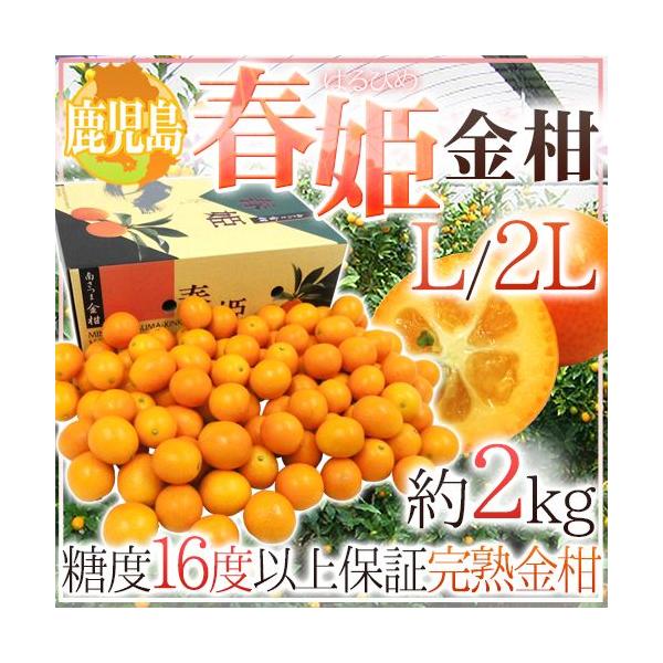 【発売日：2026年02月25日】【送料無料】あの「たまたま」と同じ糖度16度以上保証！！毎年高評価を受ける知る人ぞ知る名ブランドきんかん♪ついつい手が伸びてしまう甘さです！/フルーツ/果物/2キロ/爆買