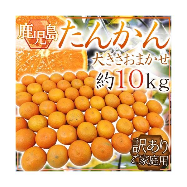 【発売日：2026年02月25日】【送料無料】オリエンタルな香り広がる柑橘♪甘さ抜群でコク深い味わい！本場・鹿児島産のたんかんは味も香りも南国気分抜群です♪/フルーツ/果物/10キロ/爆買