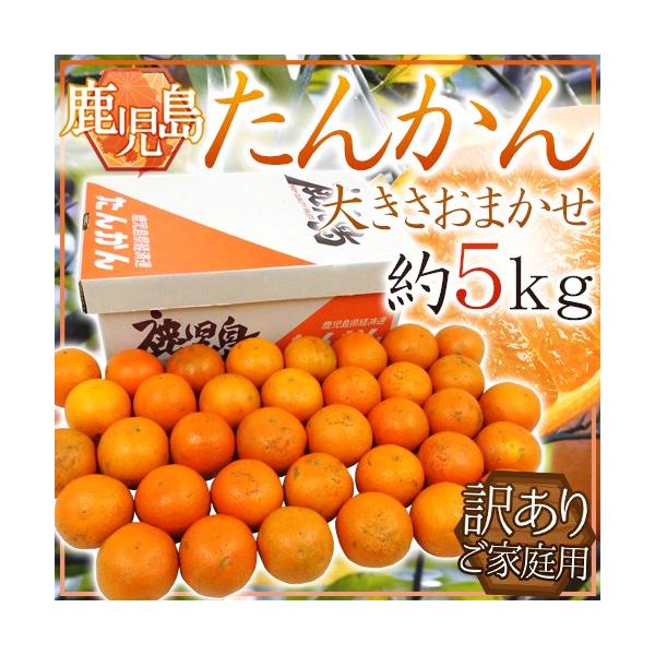 【発売日：2026年02月25日】【送料無料】オリエンタルな香り広がる柑橘♪甘さ抜群でコク深い味わい！本場・鹿児島産のたんかんは味も香りも南国気分抜群です♪/フルーツ/果物/5キロ/爆買