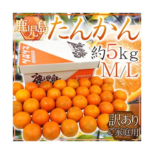 【発売日：2026年02月25日】【送料無料】オリエンタルな香り広がる柑橘♪甘さ抜群でコク深い味わい！本場・鹿児島産のたんかんは味も香りも南国気分抜群です♪/フルーツ/果物/5キロ/爆買