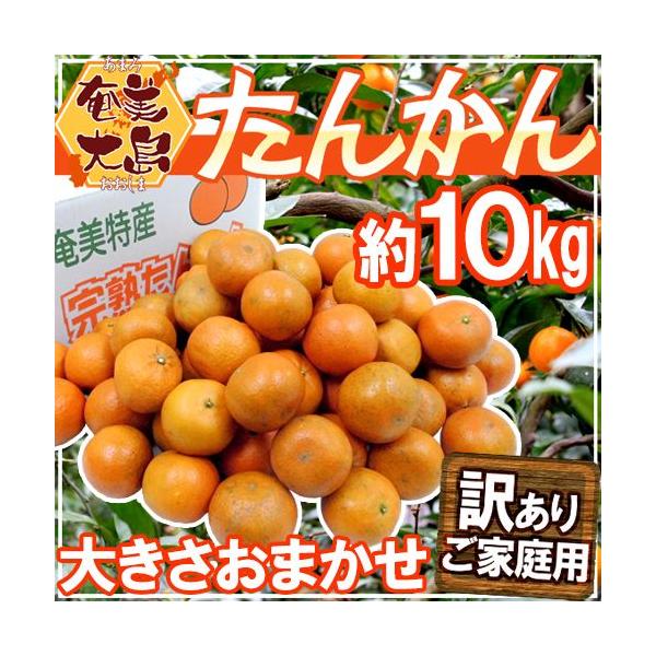 【発売日：2026年02月10日】【送料無料】オリエンタルな香り広がる南国柑橘♪甘さ抜群でコク深い味わい！南の島育ち！海風と太陽をたっぷり受けたたんかんは甘味がぎゅっと凝縮されています♪/フルーツ/果物/10キロ/爆買