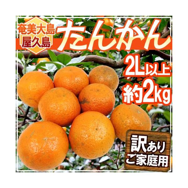 【発売日：2026年02月10日】【送料無料】オリエンタルな香り広がる南国柑橘♪甘さ抜群でコク深い味わい！奄美大島・屋久島の海風と太陽をたっぷり受けたたんかんは甘味がぎゅっと凝縮されています♪/フルーツ/果物/2キロ/爆買