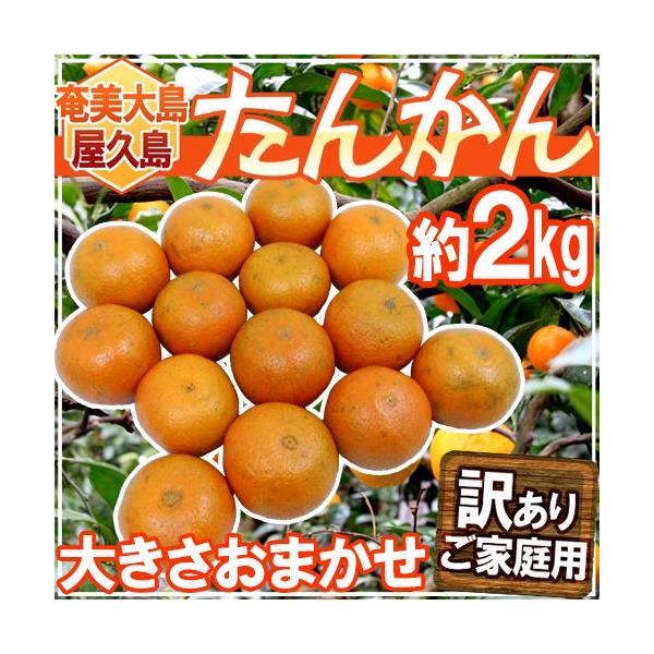 【発売日：2026年02月10日】【送料無料】オリエンタルな香り広がる南国柑橘♪甘さ抜群でコク深い味わい！南の島育ち！海風と太陽をたっぷり受けたたんかんは甘味がぎゅっと凝縮されています♪/フルーツ/果物/2キロ/爆買