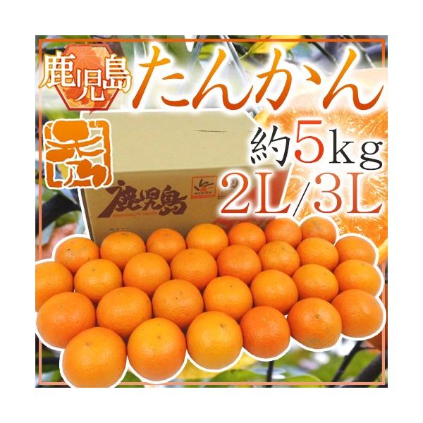 【発売日：2026年02月15日】【送料無料】オリエンタルな香り広がる柑橘♪甘さ抜群でコク深い味わい！本場・鹿児島産のたんかんは味も香りも南国気分抜群です♪/フルーツ/果物/5キロ/爆買