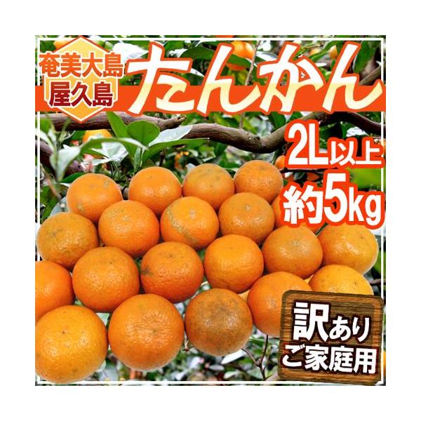 【発売日：2026年02月10日】【送料無料】オリエンタルな香り広がる南国柑橘♪甘さ抜群でコク深い味わい！奄美大島・屋久島の海風と太陽をたっぷり受けたたんかんは甘味がぎゅっと凝縮されています♪/フルーツ/果物/5キロ/爆買