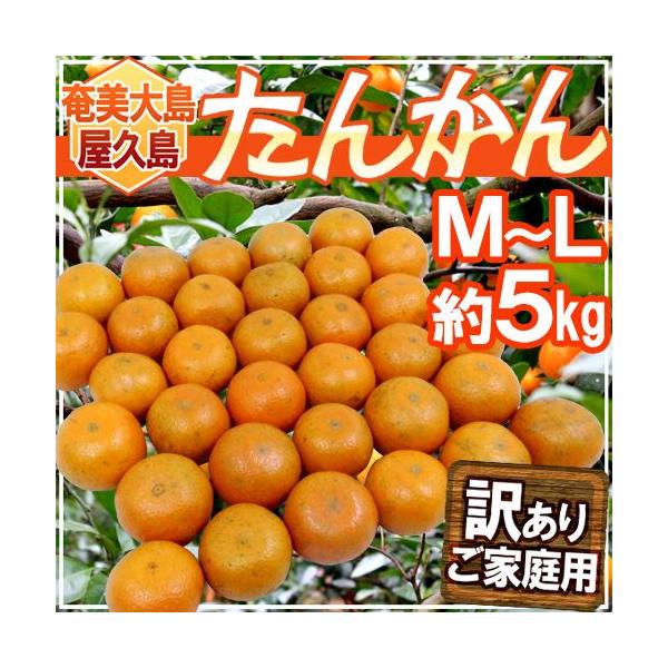 【発売日：2026年02月10日】【送料無料】オリエンタルな香り広がる南国柑橘♪甘さ抜群でコク深い味わい！奄美大島・屋久島の海風と太陽をたっぷり受けたたんかんは甘味がぎゅっと凝縮されています♪/フルーツ/果物/5キロ/爆買