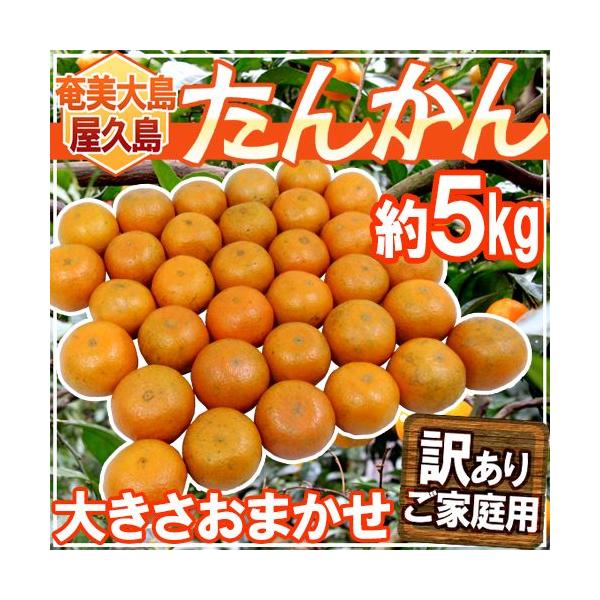 【発売日：2026年02月10日】【送料無料】オリエンタルな香り広がる南国柑橘♪甘さ抜群でコク深い味わい！南の島育ち！海風と太陽をたっぷり受けたたんかんは甘味がぎゅっと凝縮されています♪/フルーツ/果物/5キロ/爆買