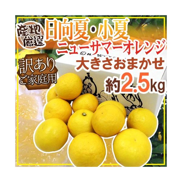 【発売日：2026年04月10日】【送料無料】癖になる上品な爽やかさ♪日向夏・小夏・ニューサマーオレンジの[白いフワフワごと味わう柑橘]をその時期もっとも美味しい産地でお届け！豊かな風味がたまりません！/フルーツ/果物/2.5キロ/爆買