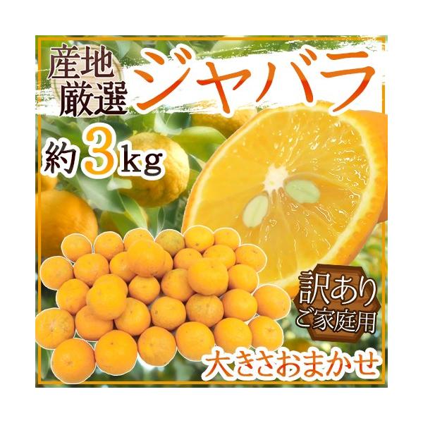 【発売日：2026年02月25日】【送料無料】今、花粉症の方に注目されている「じゃばら」！ゆずの二倍の果汁量！酸味と苦味、爽やかな独特の豊かな香りはお料理にもピッタリ！/フルーツ/果物/3キロ/爆買