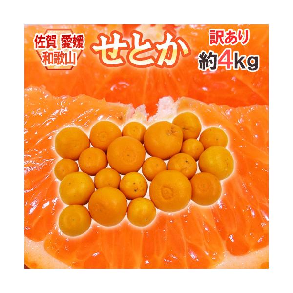 【発売日：2026年01月25日】【送料無料】"清見オレンジ""マーコット""アンコール"３種の柑橘をいいとこどりした「柑橘の大トロ」せとか！！ＴＶや雑誌にもとりあげられ、海外からも注目を浴びる新品種♪/フルーツ/果物/4キロ/爆買