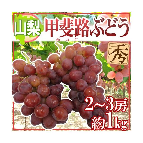 【発売日：2026年09月15日】【送料無料】まるで赤いマスカット！？香り高く、超高糖度！花のように鮮やかな「赤ぶどうの女王」♪脱粒しづらい希少品種ぶどうは、贈答にも最適です♪/かいじブドウ/カイジ葡萄/フルーツ/果物/1キロ/爆買