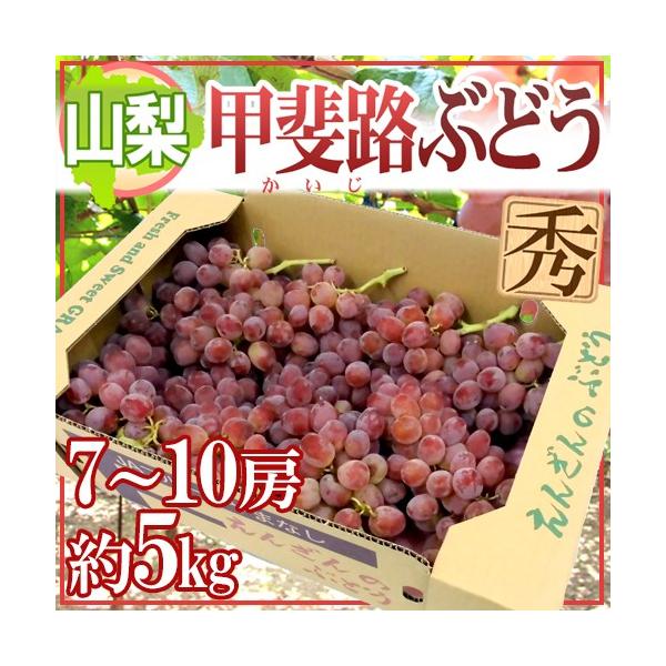 【発売日：2026年09月15日】【送料無料】まるで赤いマスカット！？香り高く、超高糖度！花のように鮮やかな「赤ぶどうの女王」♪脱粒しづらい希少品種ぶどうは、贈答にも最適です♪/かいじブドウ/カイジ葡萄/フルーツ/果物/5キロ/爆買