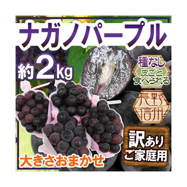 【発売日：2026年09月10日】【送料無料】サクサク♪あまぁ〜い！皮ごと食べられて種がないからとっても食べやすい！「巨峰王国」長野が開発した期待の新品種♪コクのある濃い甘さは流石です♪/フルーツ/果物/2キロ/爆買