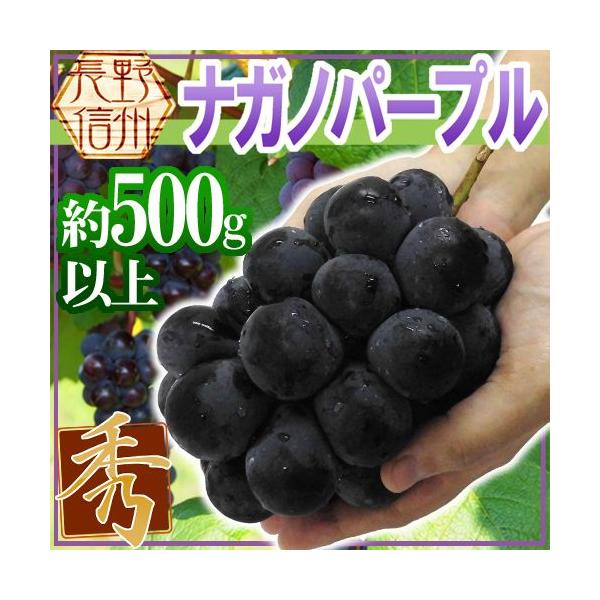 【発売日：2026年09月10日】大注目の新品種「ナガノパープル」なんと皮ごと、まるごと食べられて種もない黒ぶどう！巨峰のようなコクと、マスカットのような爽やかな甘味♪/長野パープル/ながのバープル/種無し/種ナシ/種なし/たねなし/タネな...