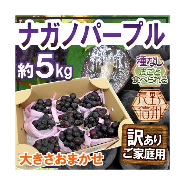 【発売日：2026年09月10日】【送料無料】サクサク♪あまぁ〜い！皮ごと食べられて種がないからとっても食べやすい！「巨峰王国」長野が開発した期待の新品種♪コクのある濃い甘さは流石です♪「中元」/フルーツ/果物/5キロ/爆買