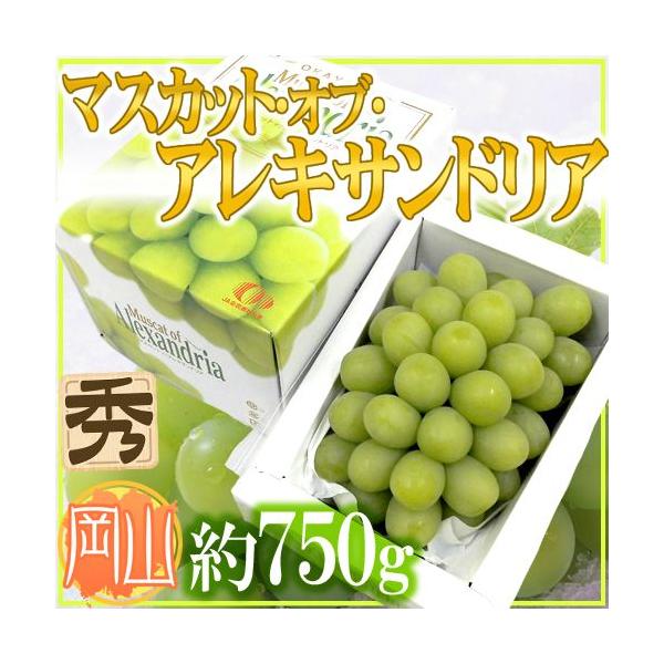 【発売日：2026年07月10日】【送料無料】2000年以上の歴史を持つロマン溢れる「果実の女王」その異名に相応しい高貴な香りと上品な味わいはマスカットファンの心をつかんで離しません♪「中元」/フルーツ/果物/爆買