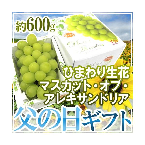 【発売日：2026年06月08日】【送料無料】高貴な香りと上品な味わいの「ぶどうの女王」マスカットオブアレキサンドリアとひまわり生花でお父さんに感謝を伝えるセット♪気品ある味わいがたまらない♪父の日/2021/プレゼント/ギフト/50代/6...