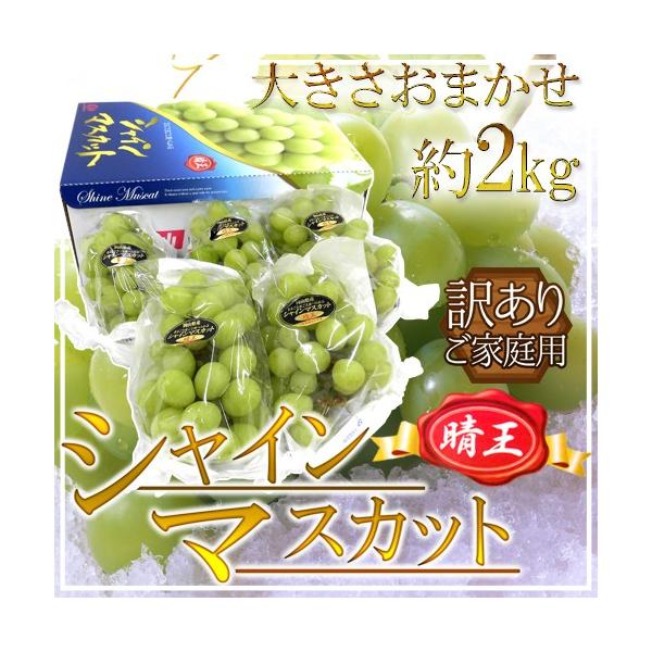 【発売日：2026年07月25日】【送料無料】今注目を浴びている【シャインマスカット「晴王」】種なしで皮ごと食べられ、高糖度！頬張れば口いっぱいにマスカットの香りが広がります♪/フルーツ/果物/2キロ/爆買