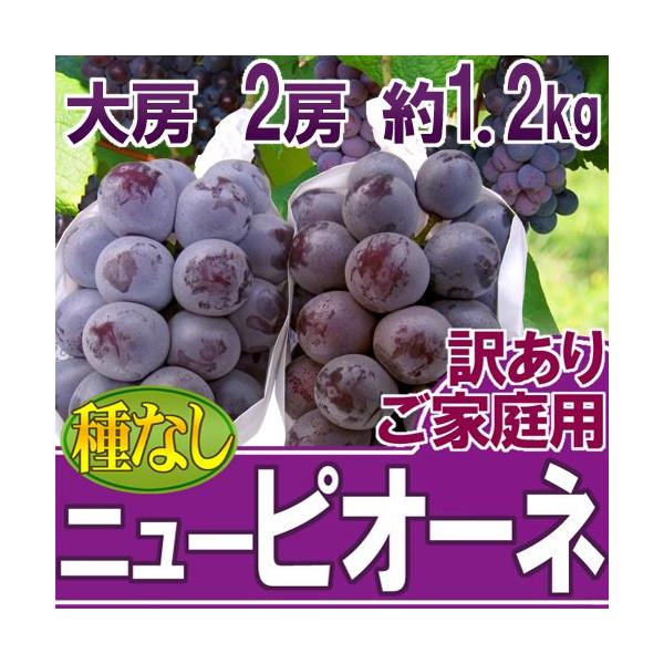 【発売日：2026年09月10日】【送料無料】岡山県の名産【ニューピオーネ】訳ありですがおいしさには問題なし♪大粒で甘くさわやかなニューピオーネです！ご家庭や気心の知れた方へのプレゼントにも！/フルーツ/果物/爆買