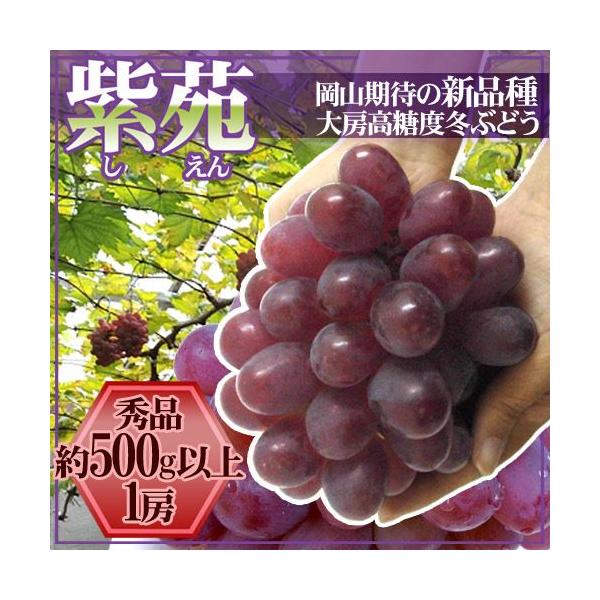 【発売日：2026年10月25日】驚愕の新品種！！「冬なのにこんなにおいしいぶどうがあるんです！！！」大粒・大房・甘くて皮離れのいい極上のぶどう♪♪見栄えもいいのでギフトやお歳暮にもオススメです！/フルーツ/果物/爆買