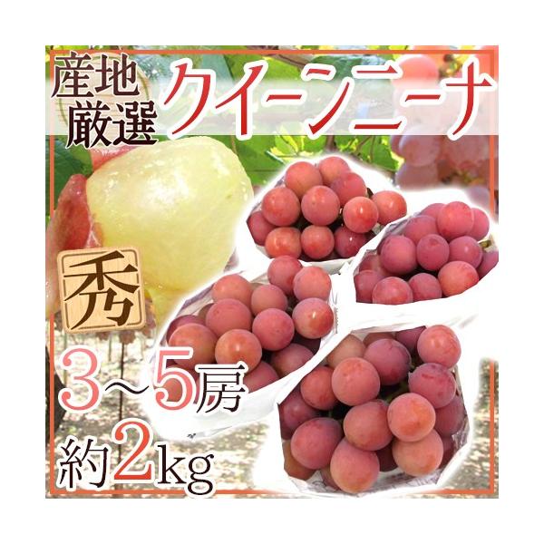 【発売日：2026年09月25日】【送料無料】赤ぶどうって、こんなに甘いんだ！！お菓子のような強い甘さをもつ新品種「クイーンニーナ」今、注目の"葡萄界の新・女王"です！クィーンニーナ/赤ぶどう/種無し/種ナシ/種なし/たねなし/タネなし/タ...