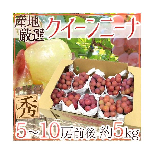 【発売日：2026年09月25日】【送料無料】赤ぶどうって、こんなに甘いんだ！！お菓子のような強い甘さをもつ新品種「クイーンニーナ」今、注目の"葡萄界の新・女王"です！クィーンニーナ/赤ぶどう/種無し/種ナシ/種なし/たねなし/タネなし/タ...