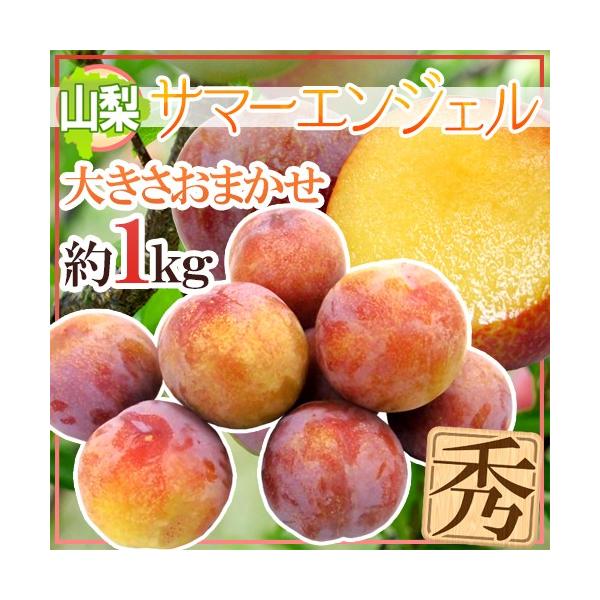 【発売日：2026年07月25日】【送料無料】まろやかな甘さが自慢の「ケルシー」と爽やかな酸味が魅力の「ソルダム」を掛け合わせた甘さと酸味のバツグンのバランスが魅力！貴陽に並ぶ！？注目品種！/プラム/すもも/フルーツ/果物/1キロ/爆買