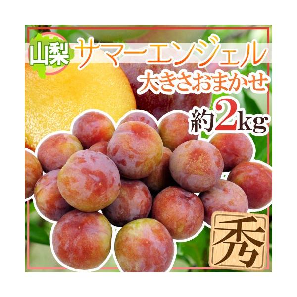 【発売日：2026年07月25日】【送料無料】まろやかな甘さが自慢の「ケルシー」と爽やかな酸味が魅力の「ソルダム」を掛け合わせた甘さと酸味のバツグンのバランスが魅力！貴陽に並ぶ！？注目品種！/プラム/すもも/フルーツ/果物/2キロ/爆買