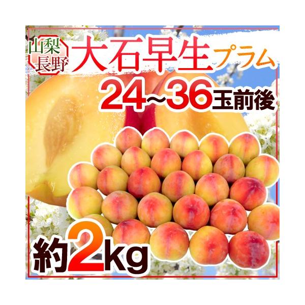 【発売日：2026年07月10日】【送料無料】日本で一番生産量の多い王道プラム・大石早生！「すももといえばコレ！」という方も多い人気品種！暑い時期に嬉しい瑞々しい甘酸っぱさが魅力です♪スモモ/すもも/プラム/李/大石プラム/大石早生/御中元...
