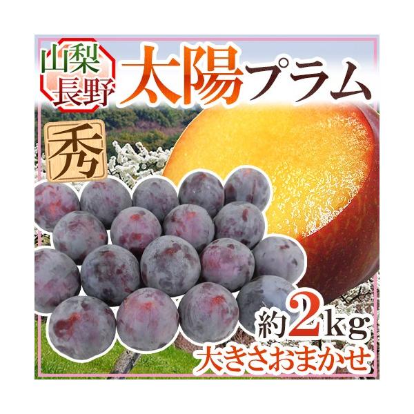 【発売日：2026年08月10日】【送料無料】貴陽プラムの親品種・太陽！濃い色の果皮に包まれた乳白色の果肉は緻密でとってもジューシー、甘さと酸味のバランス抜群！贈答にも最適です♪/フルーツ/果物/2キロ/爆買