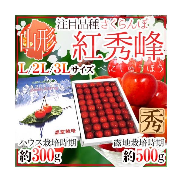 【発売日：2026年06月30日】【送料無料】本場、山形の最高級さくらんぼ【紅秀峰（べにしゅうほう）】佐藤錦の血を継ぐ、佐藤錦に負けない美味しさ！お中元の時期に旬を迎える高級さくらんぼです。紅秀峰/べにしゅうほう/佐藤錦/さとにしき/チェリ...