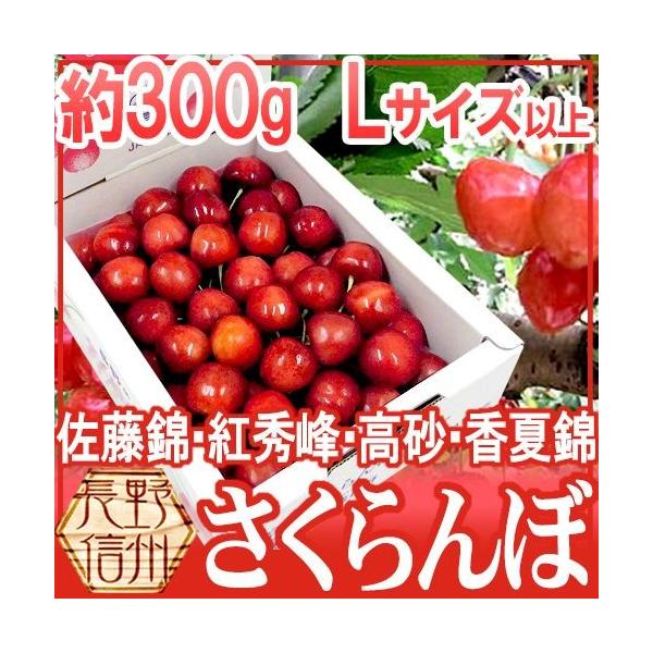 【発売日：2026年05月10日】【送料無料】ハウス内で大切に育てられた「畑のルビー」宝石と呼ぶにふさわしい輝き【佐藤錦・紅秀峰・高砂・香夏錦】の中からその時期もっともおいしい品種でお届け！/フルーツ/果物/爆買