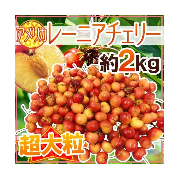 【発売日：2026年06月25日】【送料無料】鮮やかな赤と黄色の食欲をそそる姿、大粒、肉厚、とってもあま〜い！！「アメリカ版佐藤錦」「佐藤錦のライバル」といわれる注目のチェリーです♪/レイニアチェリー/アメリカンチェリー/フルーツ/果物/2...