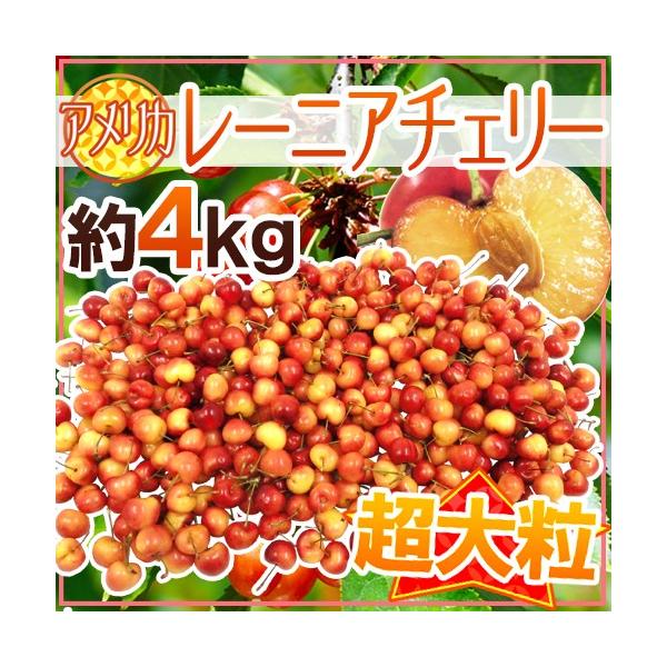 【発売日：2026年06月25日】【送料無料】鮮やかな赤と黄色の食欲をそそる姿、大粒、肉厚、とってもあま〜い！！「アメリカ版佐藤錦」「佐藤錦のライバル」といわれる注目のチェリーです♪/レイニアチェリー/アメリカンチェリー/フルーツ/果物/4...