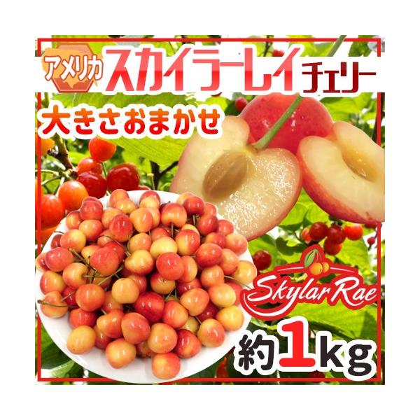【発売日：2026年06月25日】【送料無料】あの「レーニアチェリー」を超える高糖度！？大粒・肉厚・甘さバツグン！超期待の新品種「スカイラー・レイ」酸味が少なく甘さを感じやすい♪スカイラー・レイチェリー/スカイラーレイチェリー/skylar...