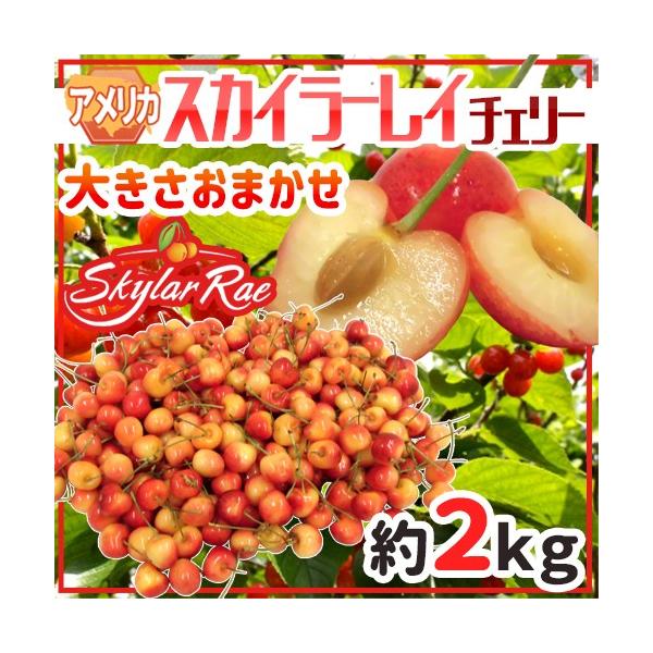 【発売日：2026年06月25日】【送料無料】あの「レーニアチェリー」を超える高糖度！？大粒・肉厚・甘さバツグン！超期待の新品種「スカイラー・レイ」酸味が少なく甘さを感じやすい♪スカイラー・レイチェリー/スカイラーレイチェリー/skylar...