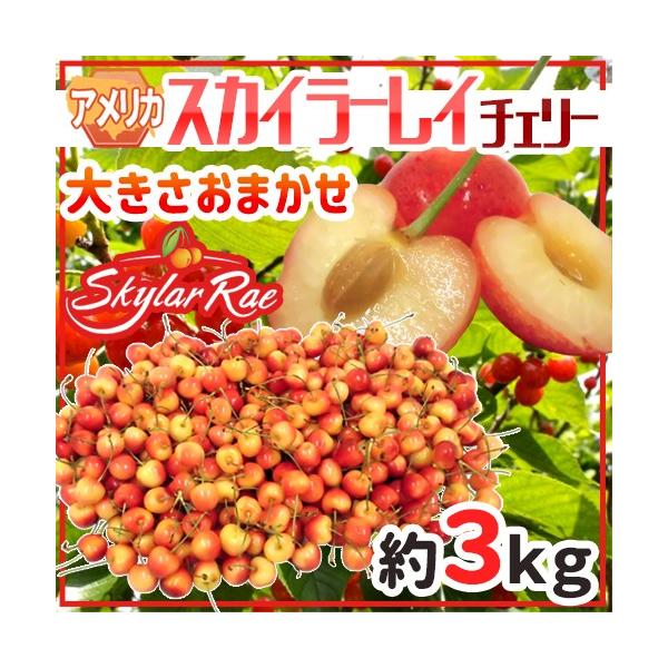 【発売日：2026年06月25日】【送料無料】あの「レーニアチェリー」を超える高糖度！？大粒・肉厚・甘さバツグン！超期待の新品種「スカイラー・レイ」酸味が少なく甘さを感じやすい♪スカイラー・レイチェリー/スカイラーレイチェリー/skylar...