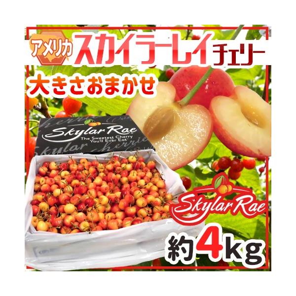 【発売日：2026年06月25日】【送料無料】あの「レーニアチェリー」を超える高糖度！？大粒・肉厚・甘さバツグン！超期待の新品種「スカイラー・レイ」酸味が少なく甘さを感じやすい♪スカイラー・レイチェリー/スカイラーレイチェリー/skylar...