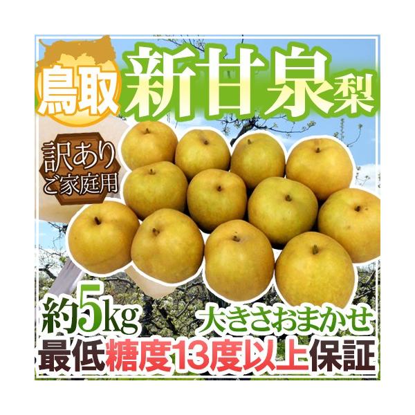 【発売日：2026年08月25日】【送料無料】青梨「二十世紀梨」と赤梨「筑水梨」のハーフ！一口食べると今までの「梨のイメージ」を変えるほどの新品種♪泉のようにあふれ出る甘さ、コクを作り出す酸味のバランスは絶品の一言！/フルーツ/果物/5キロ/爆買