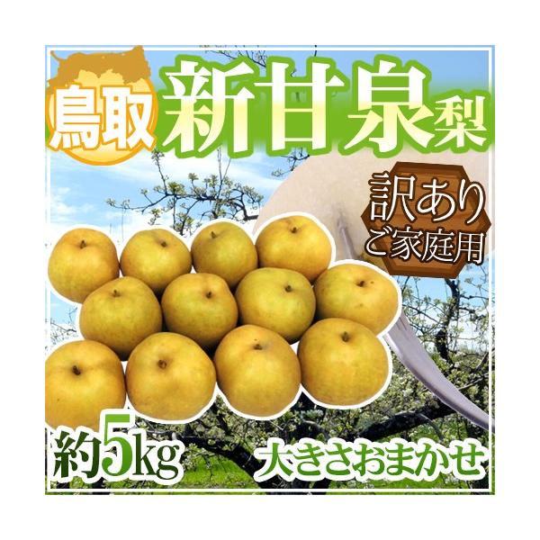 【発売日：2026年08月25日】【送料無料】青梨「二十世紀梨」と赤梨「筑水梨」のハーフ！一口食べると今までの「梨のイメージ」を変えるほどの新品種♪泉のようにあふれ出る甘さ、コクを作り出す酸味のバランスは絶品の一言！/フルーツ/果物/5キロ/爆買