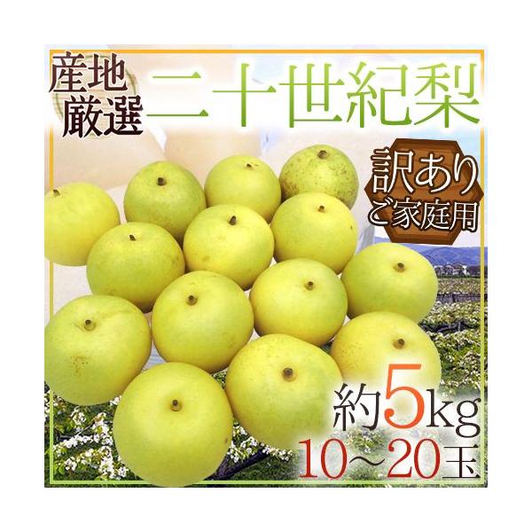 【発売日：2026年09月25日】【送料無料】「青梨の王様」甘味と酸味のバランスが抜群！果汁滴るジューシーでシャクシャクの20世紀梨♪乾いた体が潤うおいしさです！鳥取産・長野産・新潟産などその時の旬の産地でお届けいたします♪/フルーツ/果物...