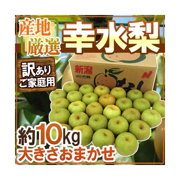 【発売日：2026年08月10日】【送料無料】じゅわりと滴る果汁、広がる優しい甘さ。シャクっとした柔らかな食感♪「やっぱり幸水梨はおいしい！」安心のおいしさの定番品種です！/フルーツ/果物/10キロ/爆買