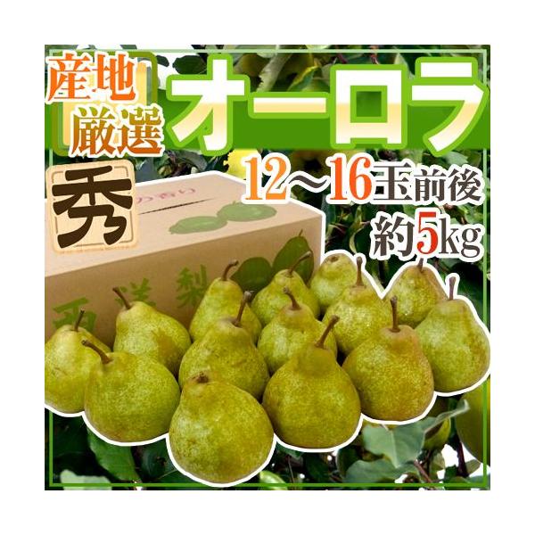 【発売日：2026年09月10日】【送料無料】この時期からこんなに甘い洋ナシが！？と驚くほどの甘さ！ざらつきの少ないとろける食感と濃厚な甘さと酸味、芳醇な香りは一度食べたらヤミツキです！/フルーツ/果物/5キロ/爆買